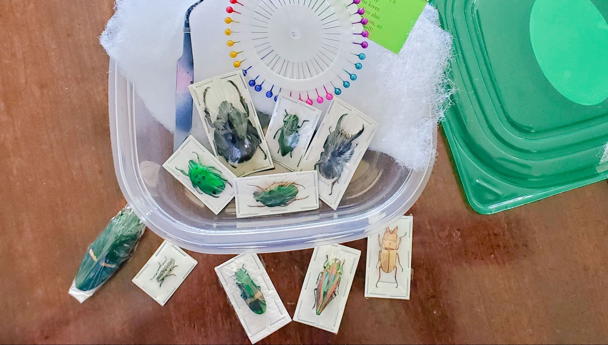 Natural History Art: Beetle Spreading! – Joanna Volavka